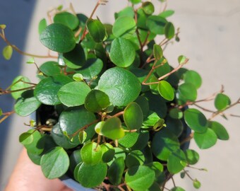Ruby Cascade Peperomia Plant House Plant 2.5" X 4" in Pot Indoor Live ...