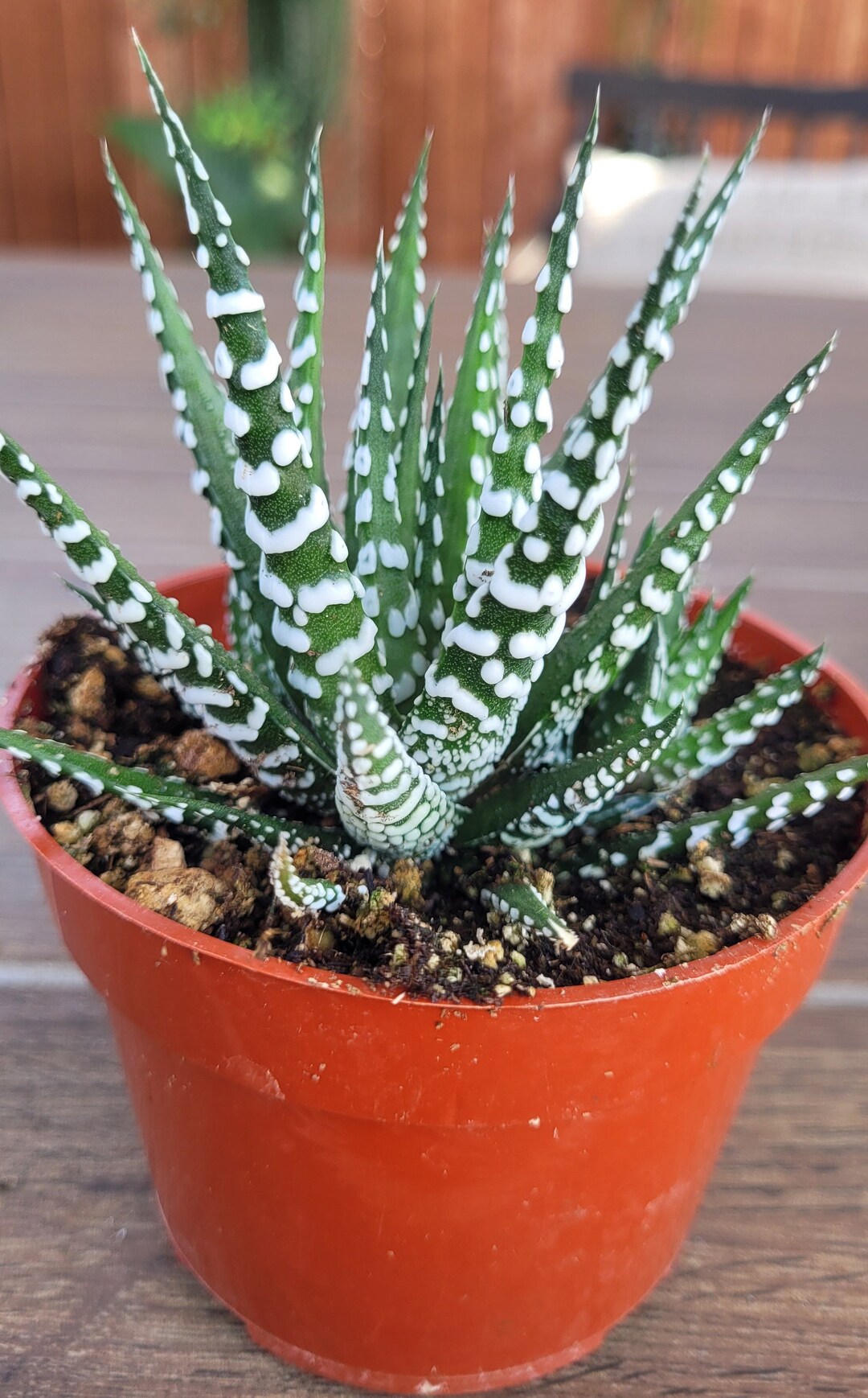 Haworthia Zebra Succulent Plant - Etsy