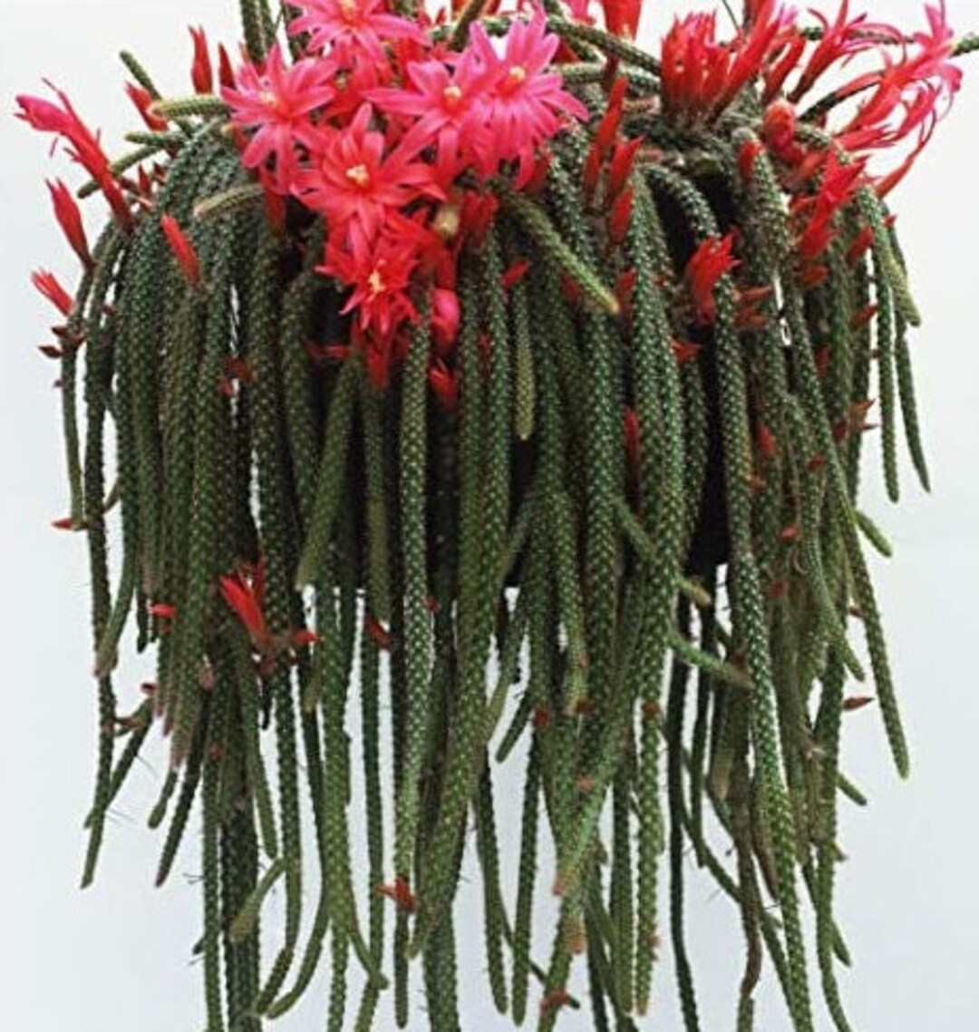 Rat Tail Cactus 4" & 6 " - Etsy