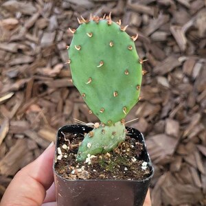 Santa Rita, Baby Rita, Rare Purple Dwarf Cactus, Opuntia Basilaris ...