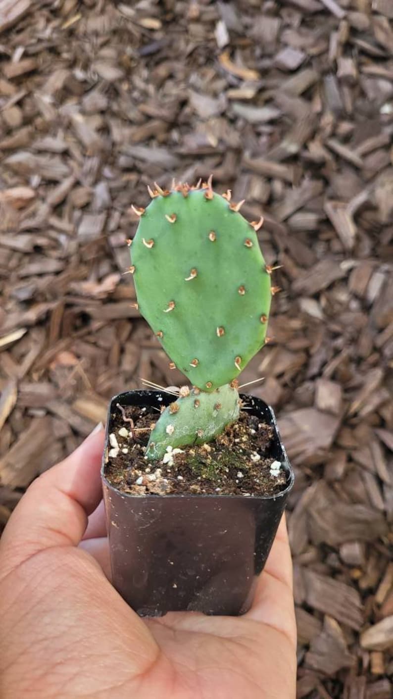 Santa Rita Baby Rita Rare Purple Dwarf Cactus Opuntia - Etsy