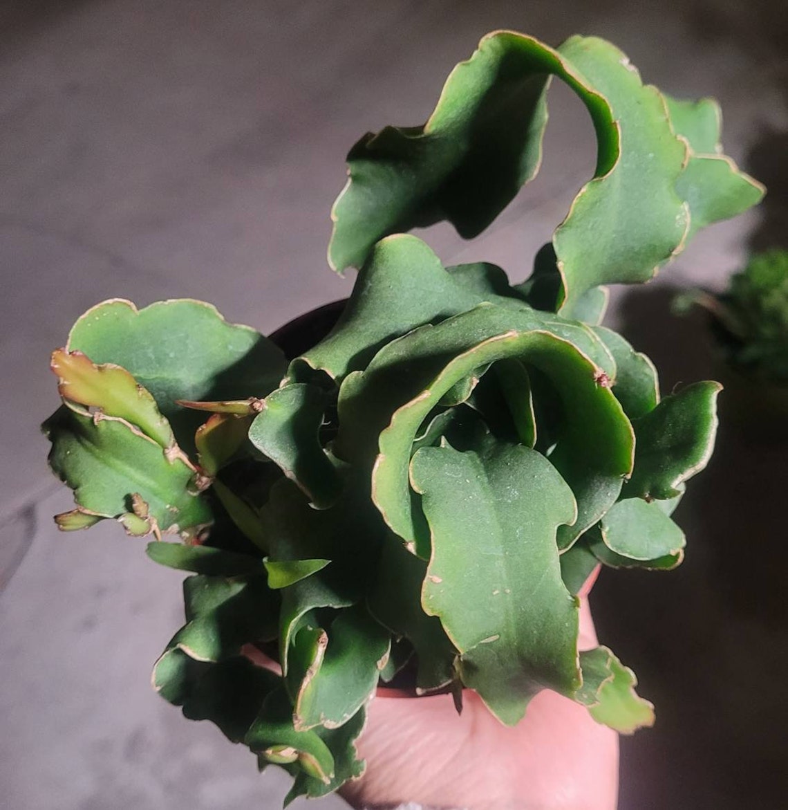 Orchid Cactus Curly Locks Epiphyllum Guatemalense Rare - Etsy