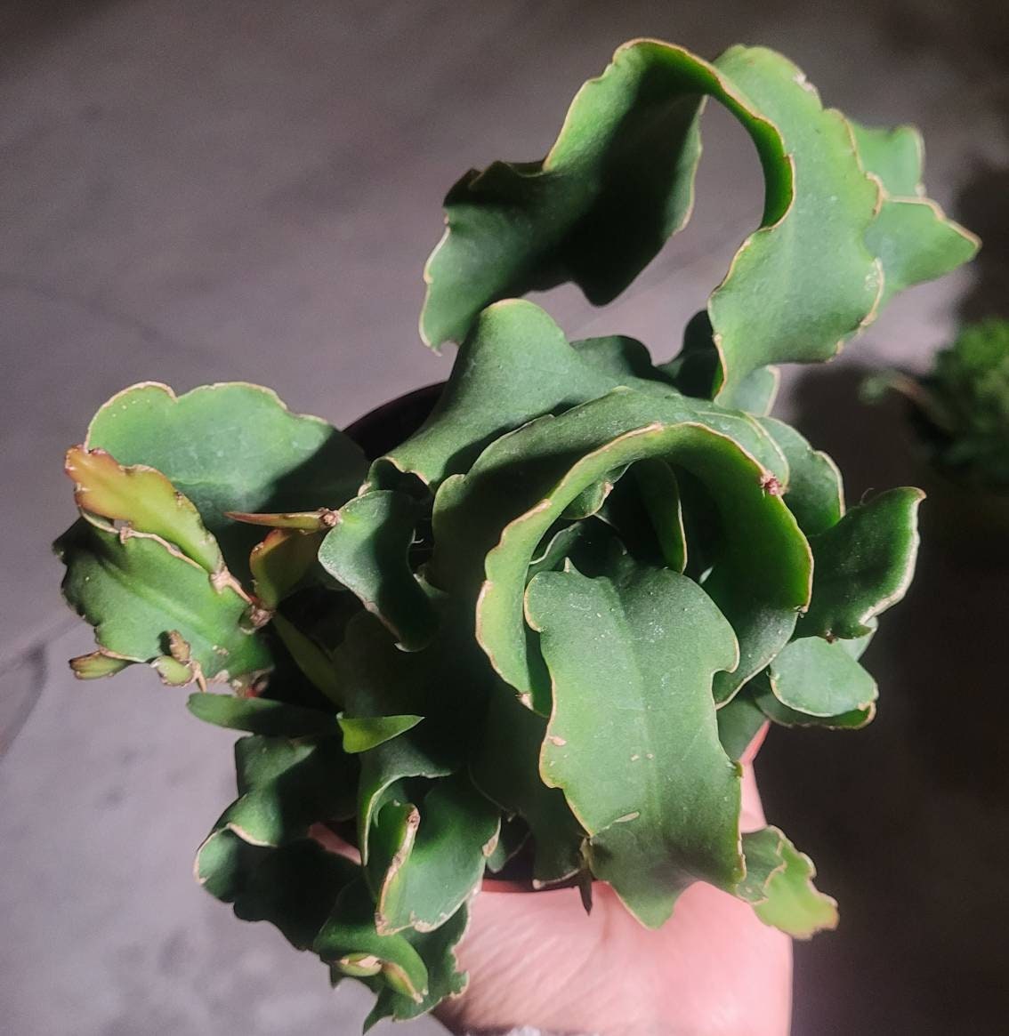Orchid Cactus Curly Locks Epiphyllum Guatemalense Rare Succulent 4" & 6 ...