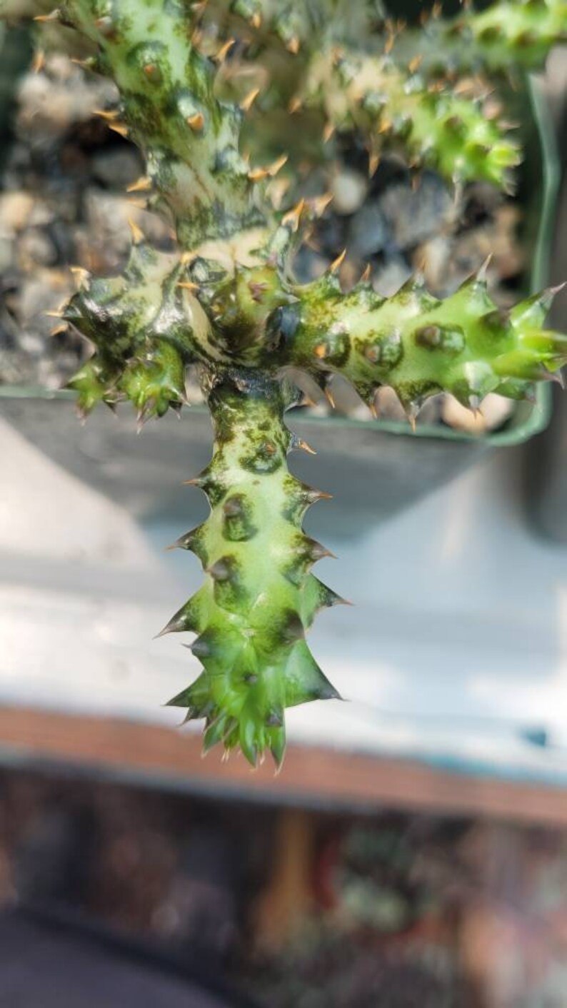 Edithcolea Grandis persian Carpet Flower - Etsy