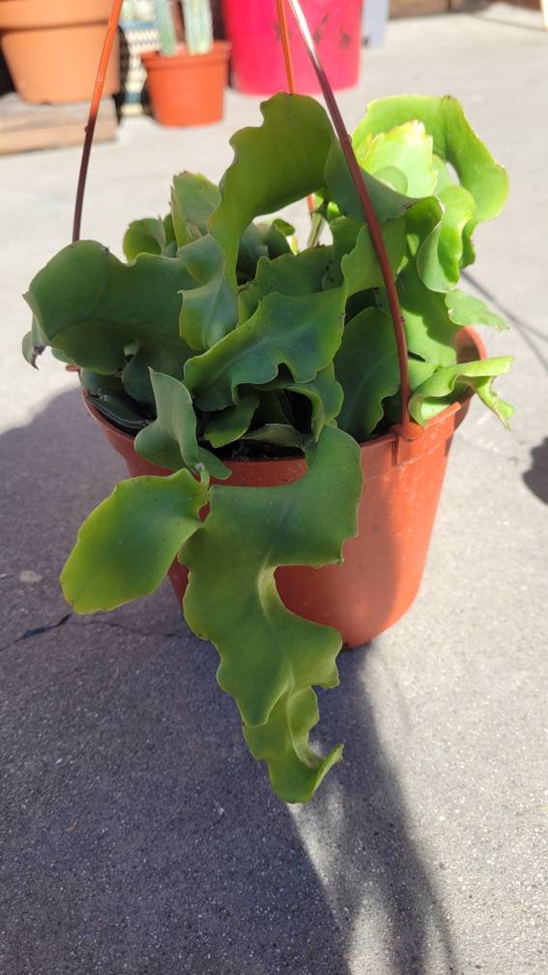 Orchid Cactus Curly Locks Epiphyllum Guatemalense Rare - Etsy