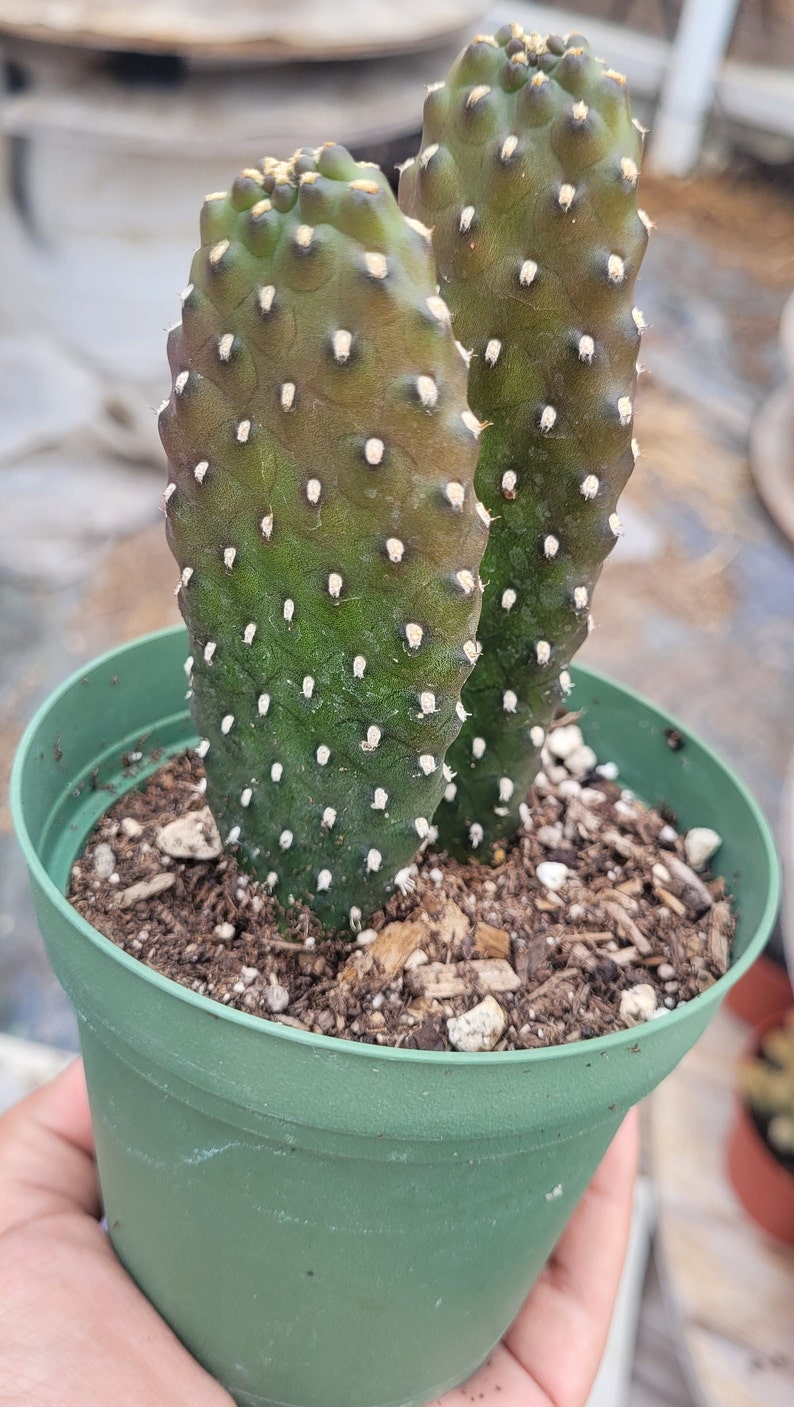 Opuntia Consolea Falcata Cactus Plant - Etsy