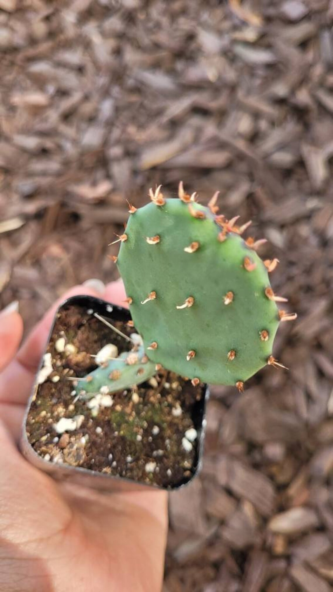 Santa Rita Baby Rita Rare Purple Dwarf Cactus Opuntia - Etsy