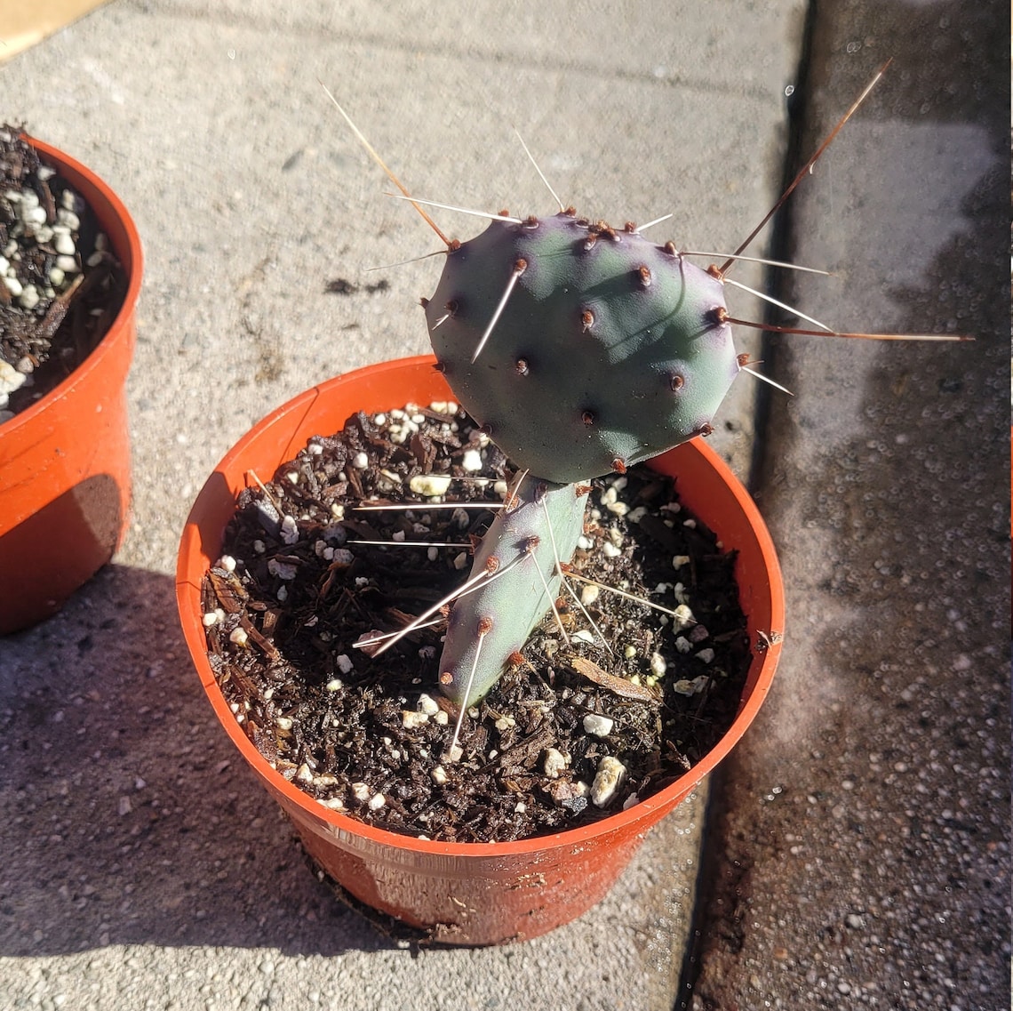 Santa Rita Baby Rita Rare Purple Dwarf Cactus Opuntia - Etsy