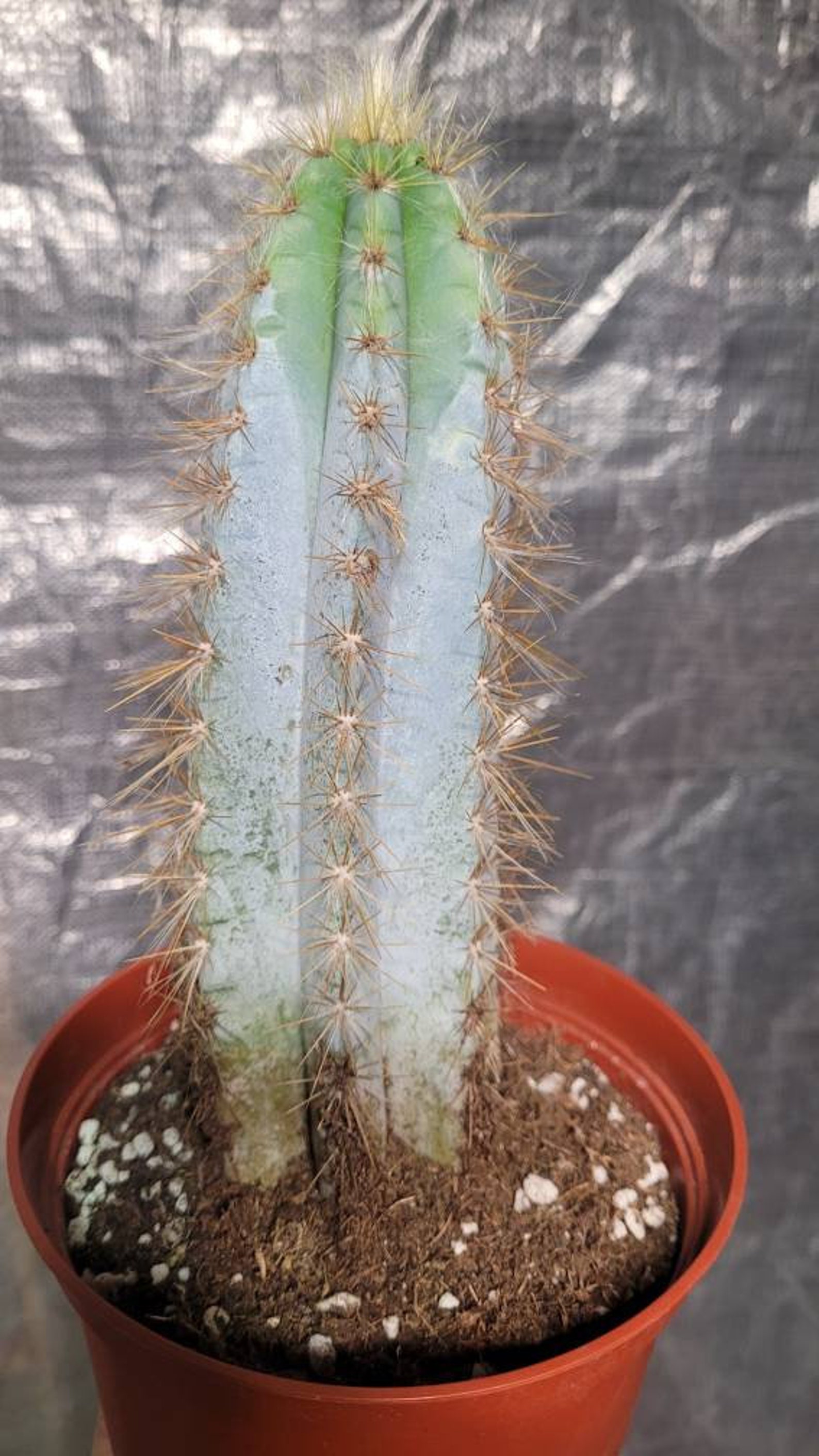 Blue Torch Cactus Pilosocereus Azureus Brazilian Blue - Etsy