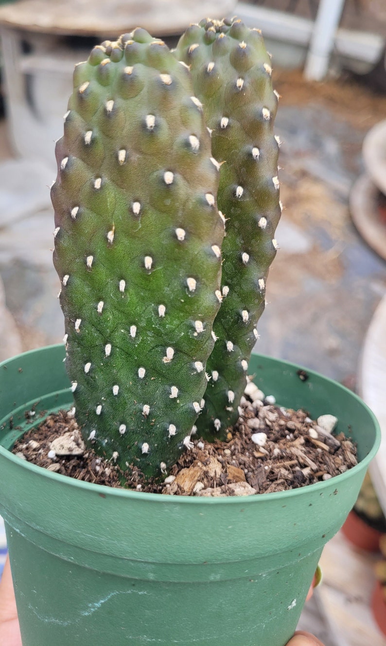 Opuntia Consolea Falcata Cactus Plant - Etsy