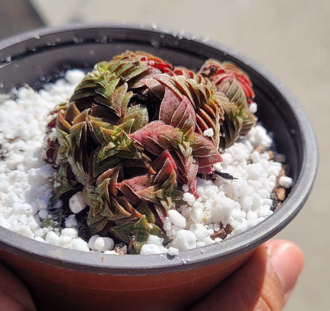 Crassula Tabularis, Pagoda Village, Rare Stacked Succulents 4" - Etsy
