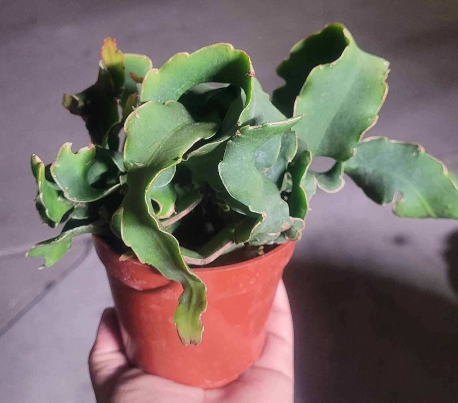 Orchid Cactus Curly Locks Epiphyllum Guatemalense Rare Succulent 4" & 6 ...