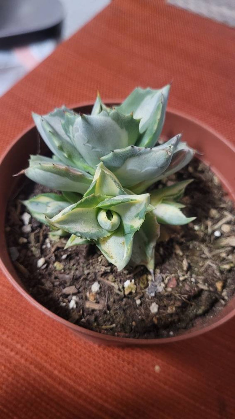 Agave Isthmensis Hoji Raijin Cactus 4" Live Plant - Etsy