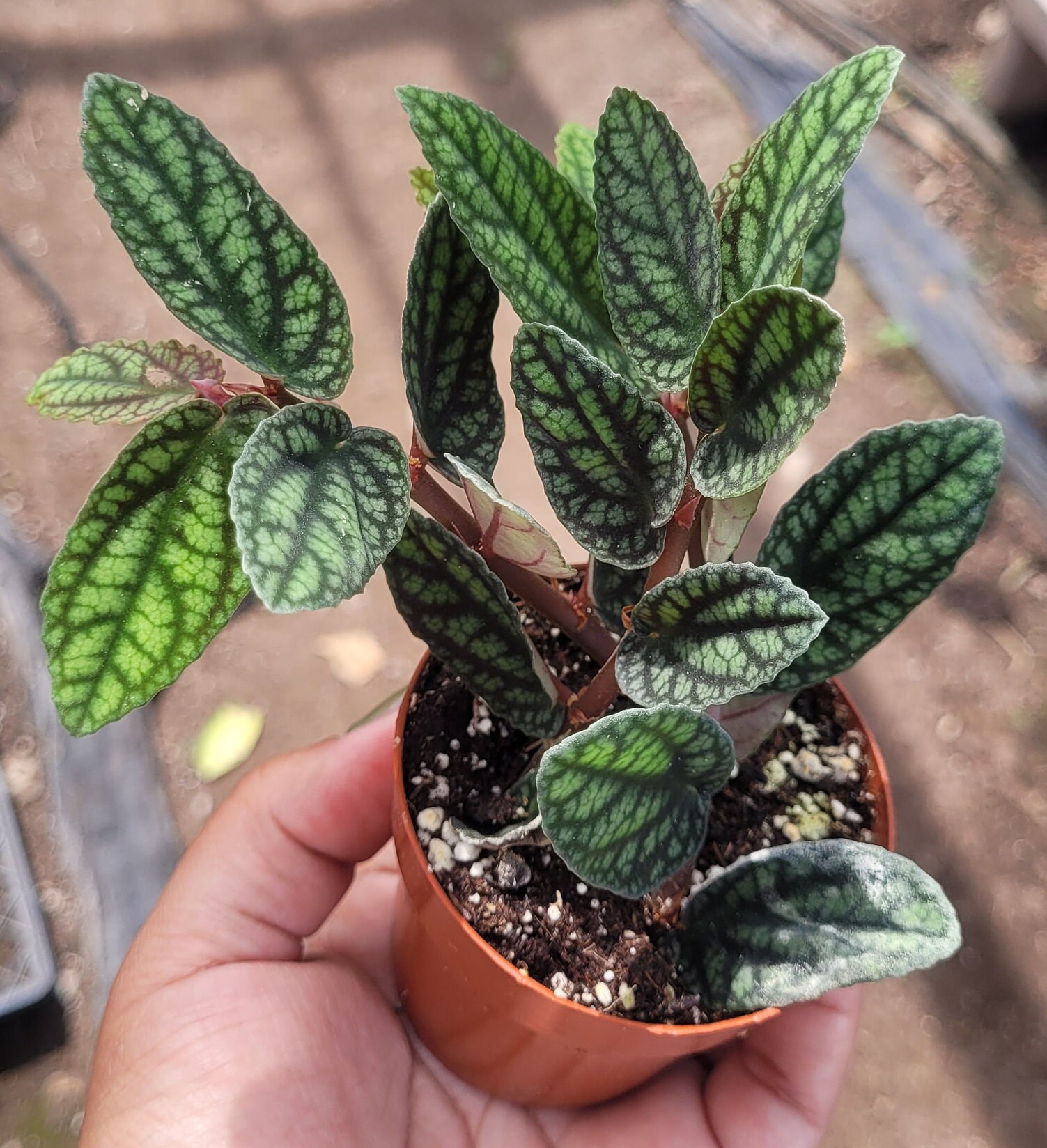 Pellionia Pulchra Watermelon Plant Polynesian Ivy Watermelon Begonia - Etsy