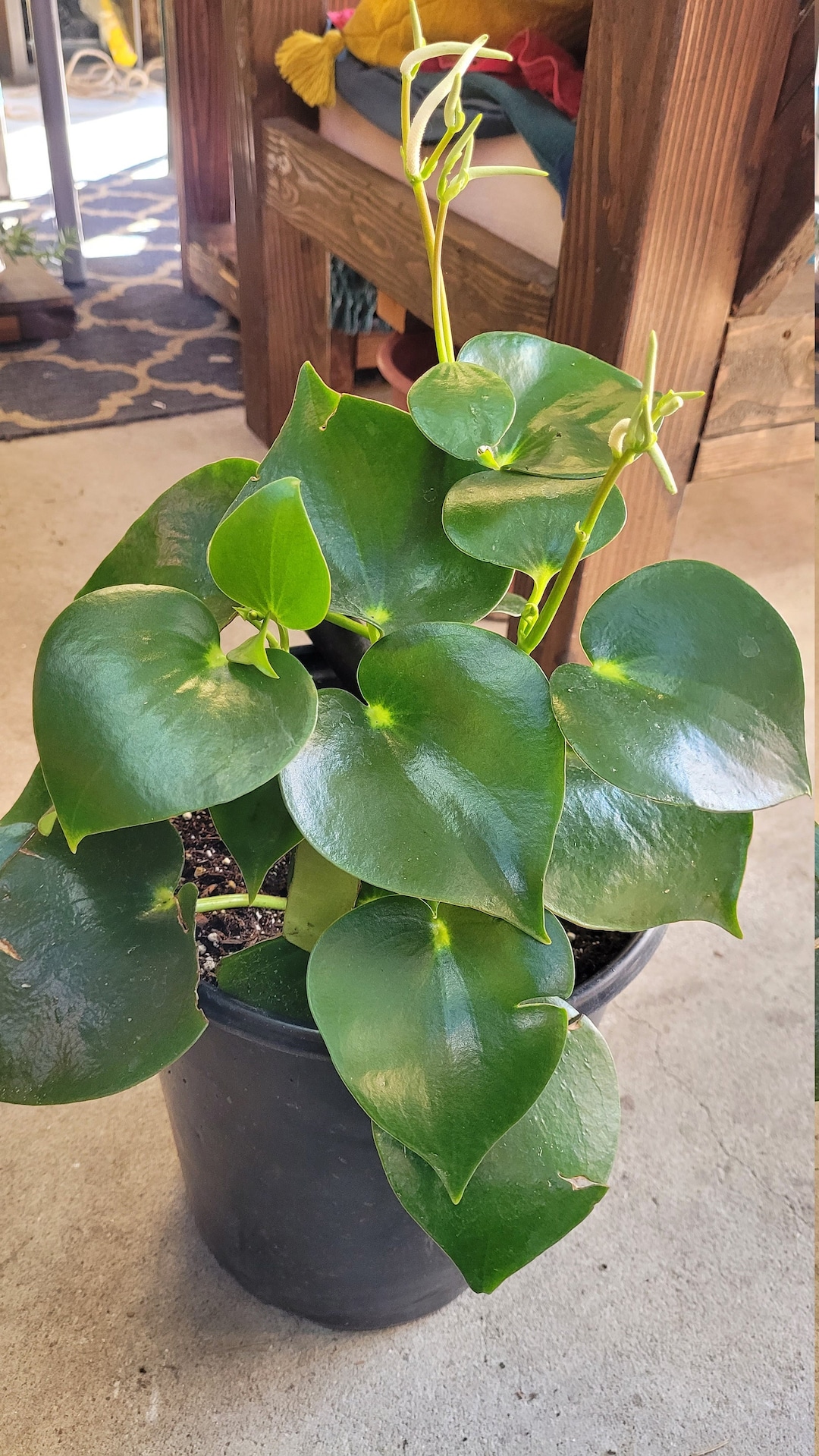Peperomia Polybotrya (owl Eye, Raindrop) - Etsy