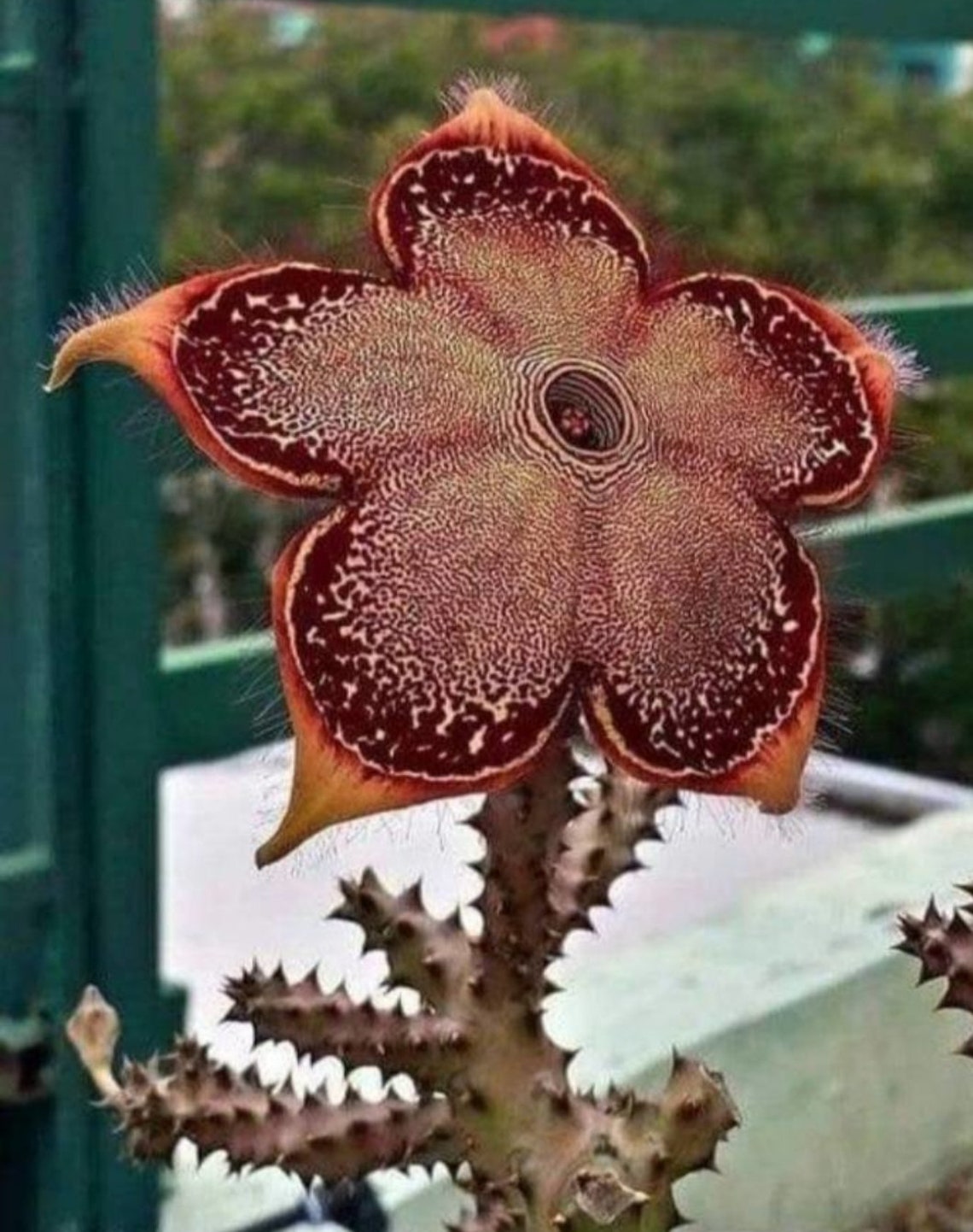 Edithcolea Grandis persian Carpet Flower - Etsy