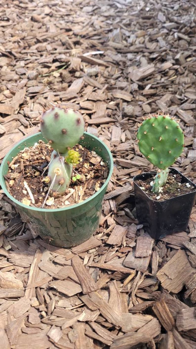 Santa Rita Baby Rita Rare Purple Dwarf Cactus Opuntia - Etsy