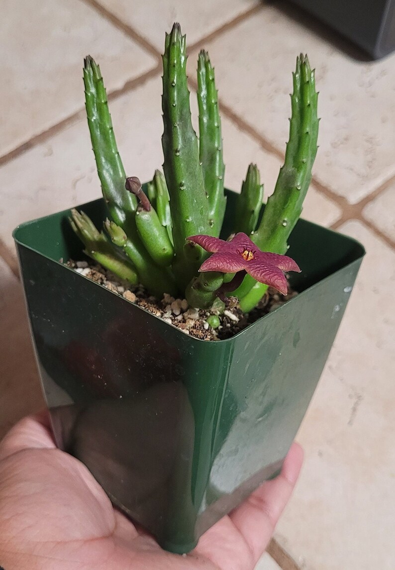 Stapelia Scitula Paniculata Huernia Stapelia Orbea 4 | Etsy