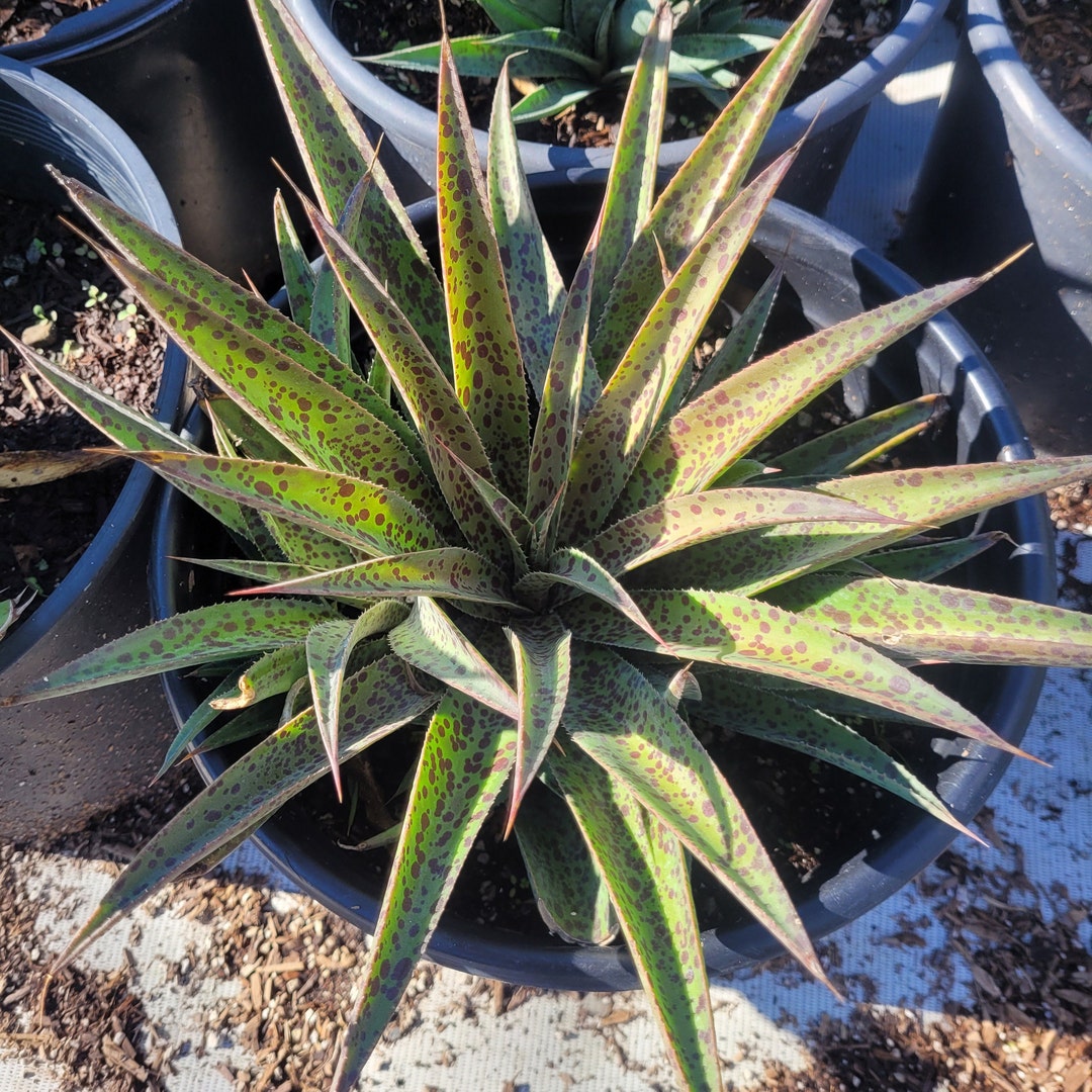 Moonglow Mangave Agave - Etsy