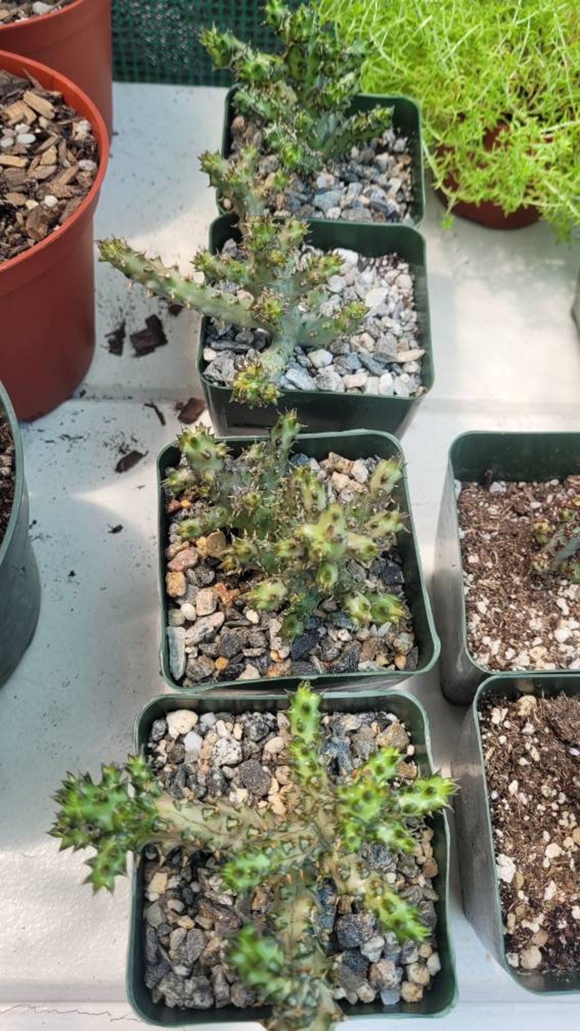 Edithcolea Grandis persian Carpet Flower - Etsy