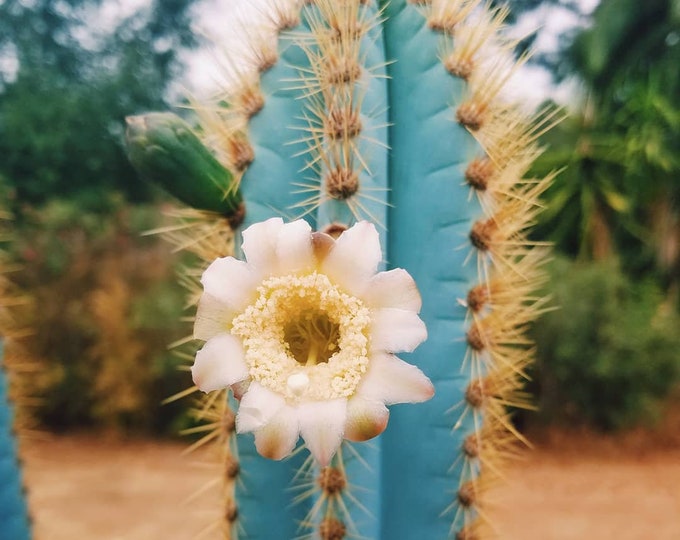 Blue Torch Cactus Pilosocereus Azureus Brazilian Blue | Etsy