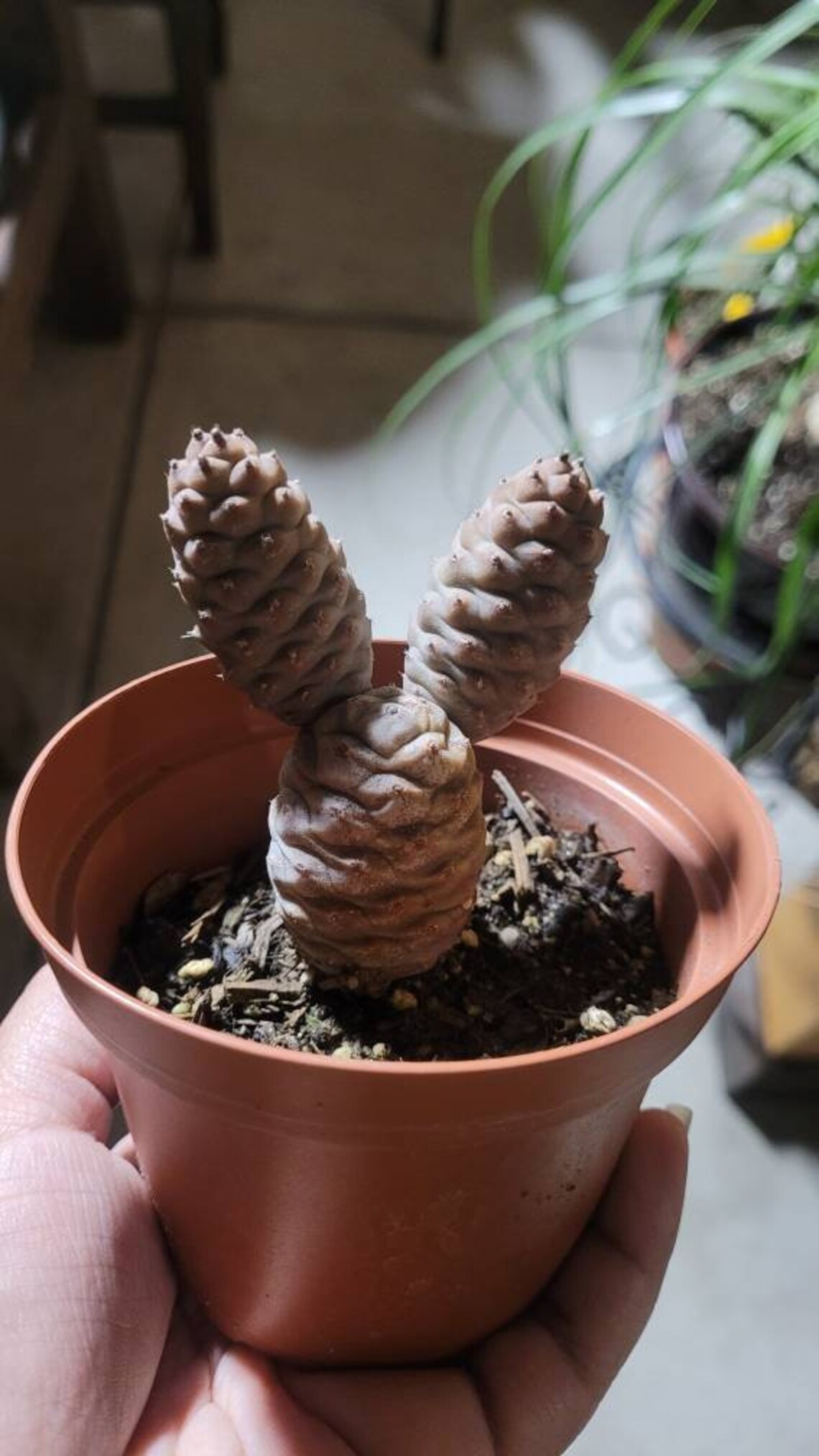 Rare Pine Cone Cactus Opuntia Articulata Inermis - Etsy