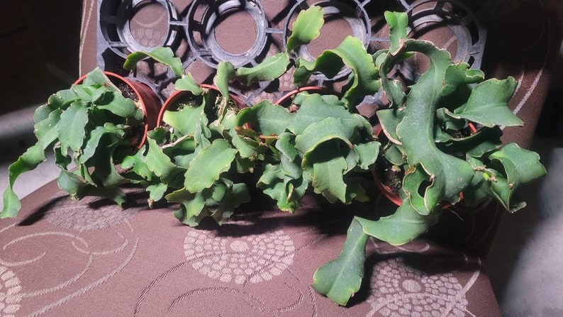 Orchid Cactus Curly Locks Epiphyllum Guatemalense Rare - Etsy