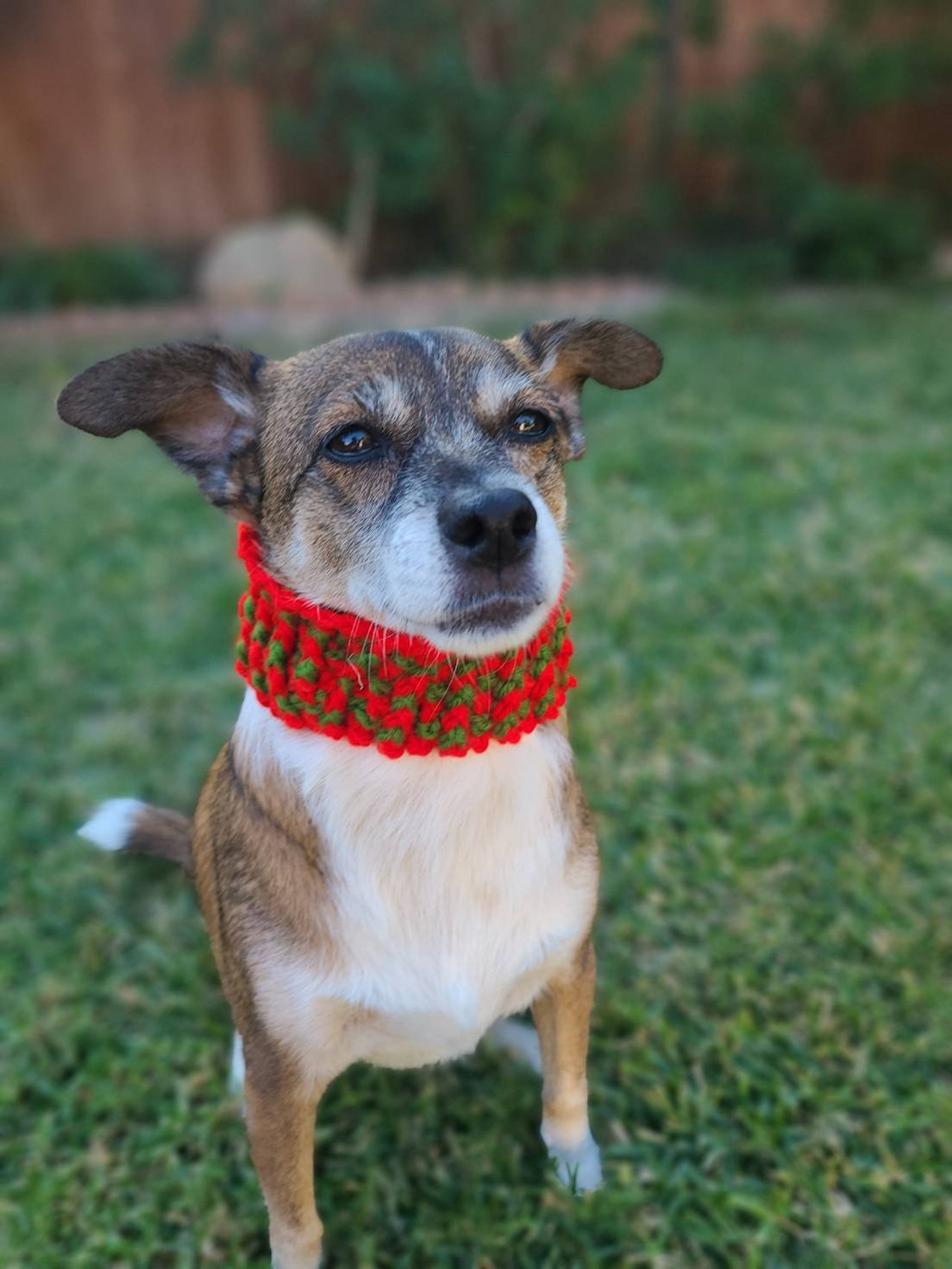 Christmas Dog Cat Snood Pet Neck Warmer Puppy Cozy Cowl - Etsy