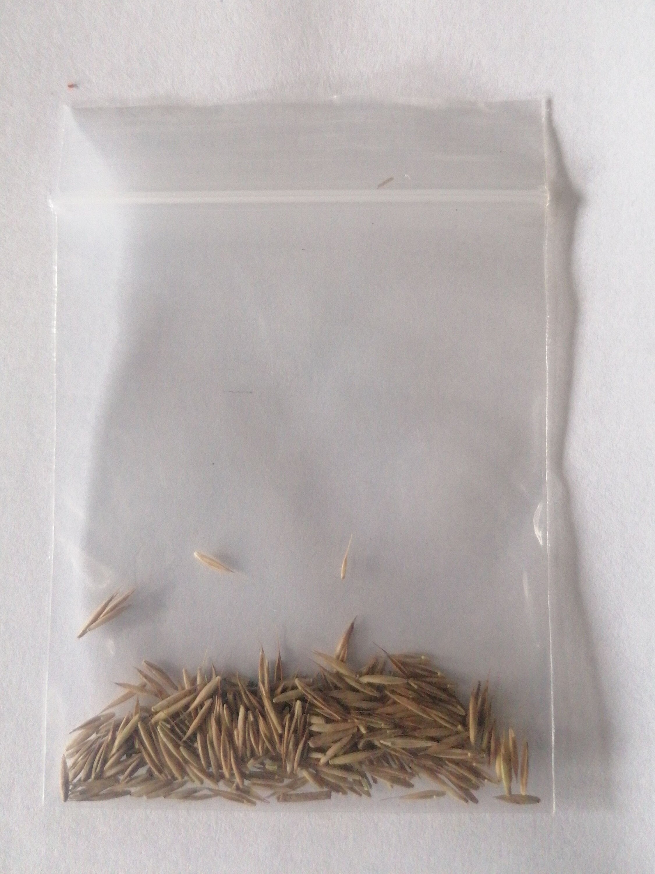 Blue Fescue Grass 'festuca Glauca' Seeds - Etsy UK