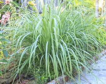 3x Blue Fescue Grass Plug Plants Festuca Glauca - Etsy UK