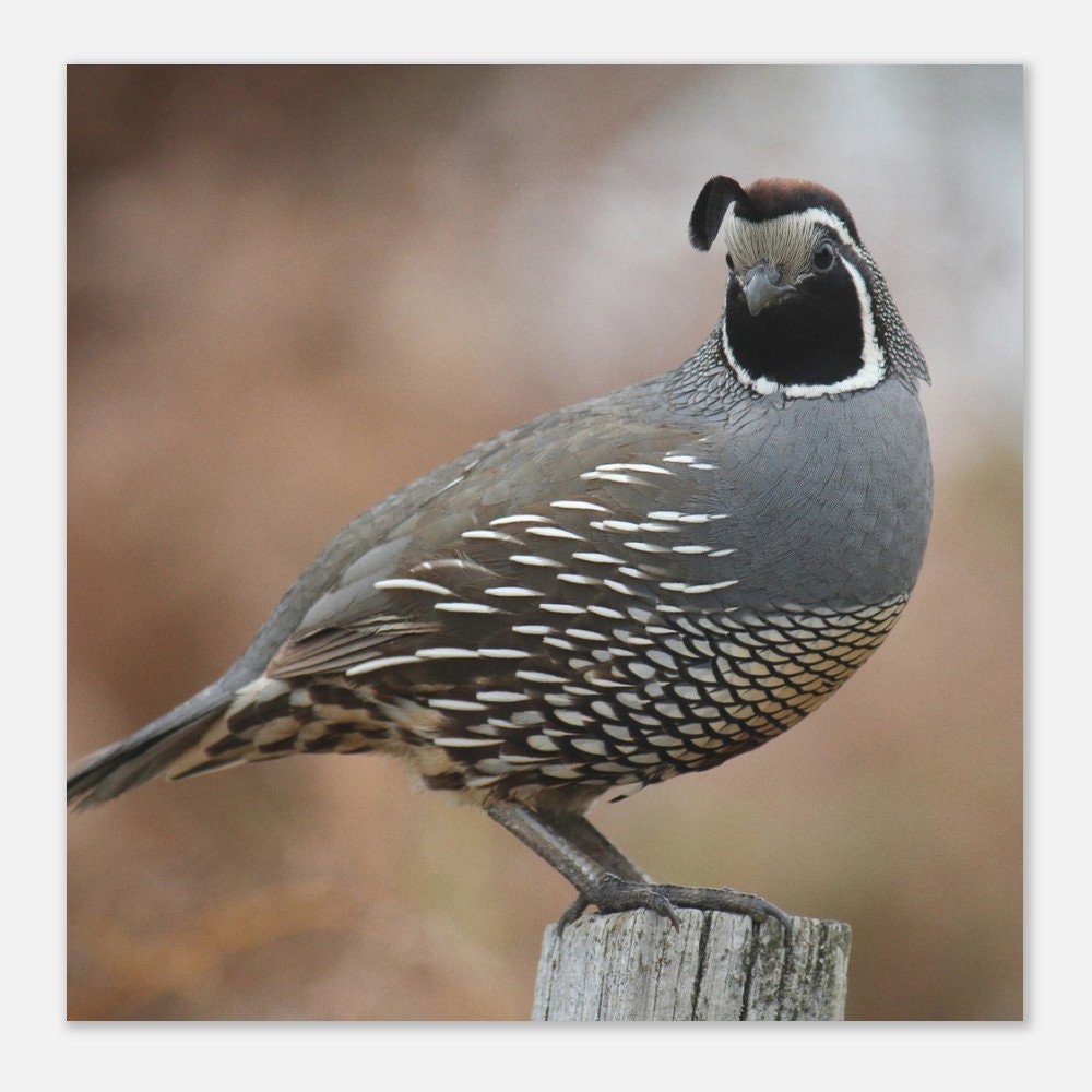 Quail Premium Matte Paper Poster Wall Art - Etsy Canada