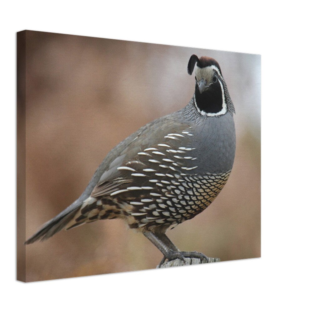 Quail Canvas Wall Art - Etsy