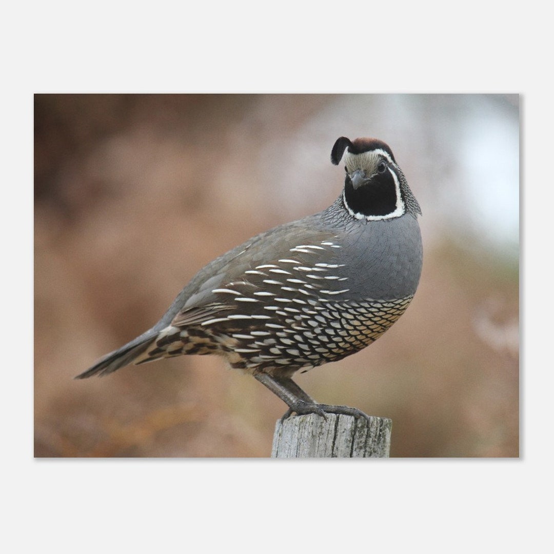 Quail Premium Matte Paper Poster Wall Art - Etsy Canada