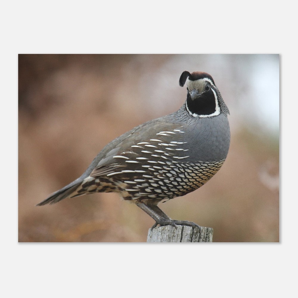 Quail Premium Matte Paper Poster Wall Art - Etsy Canada