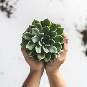Thank You for Helping Me Grow Gift Succulent Plant Box, Nurse Preceptor ...