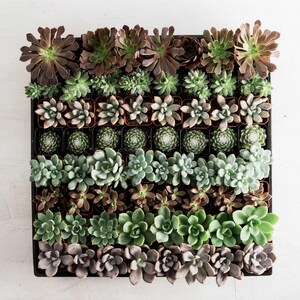 Floral Planner, Succulent Gift Box, Thank You Gift, Sympathy Gift ...