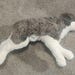 Simple Semi-realistic Wolf Plush Sewing Pattern + Instructions | PDF ...