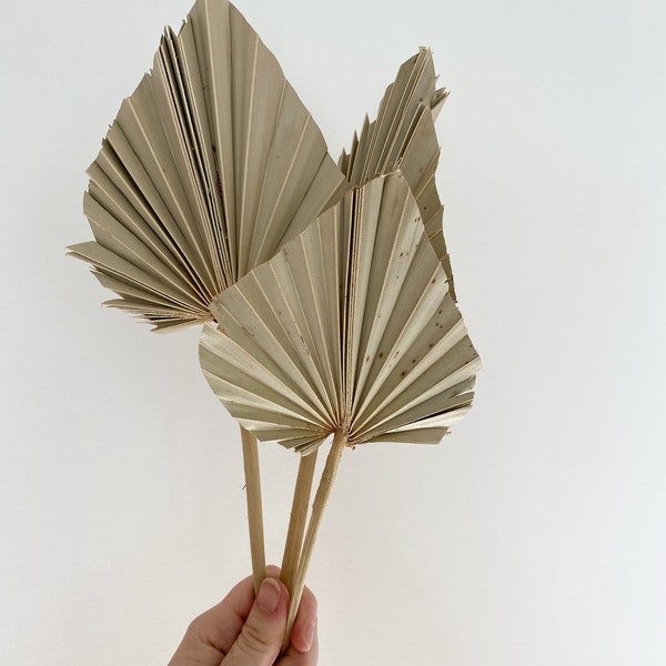 Dried Palm Spears - Etsy