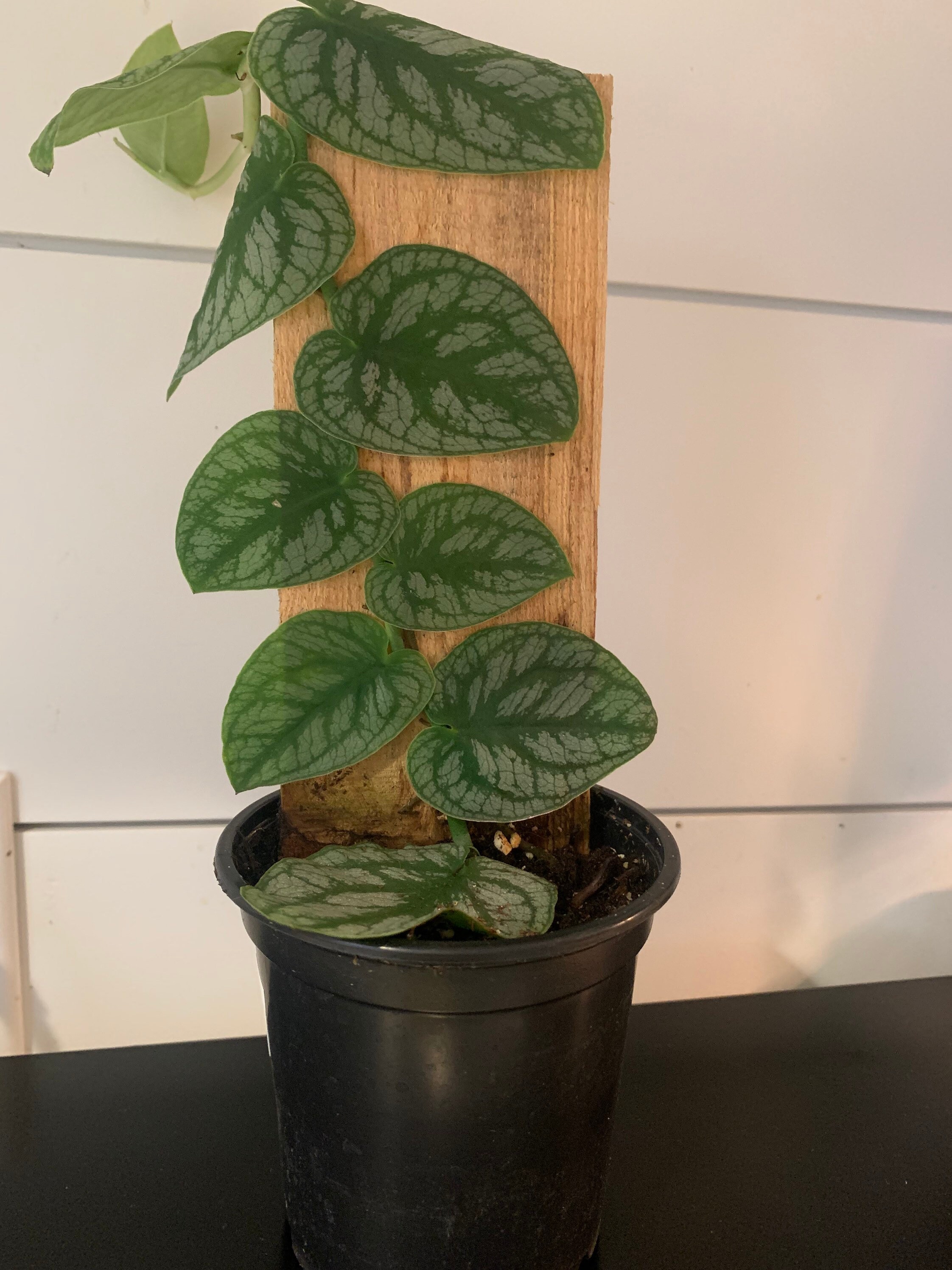Dubai Monstera - Etsy