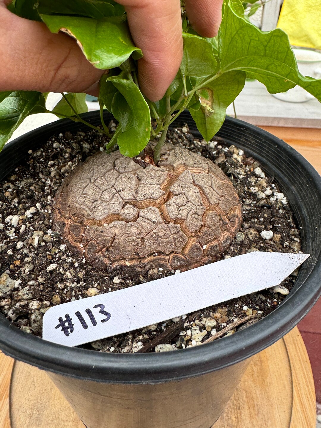 HUGE Dioscorea Elephantipes Caudex Plant Rare 1 GAL Pot 113 - Etsy
