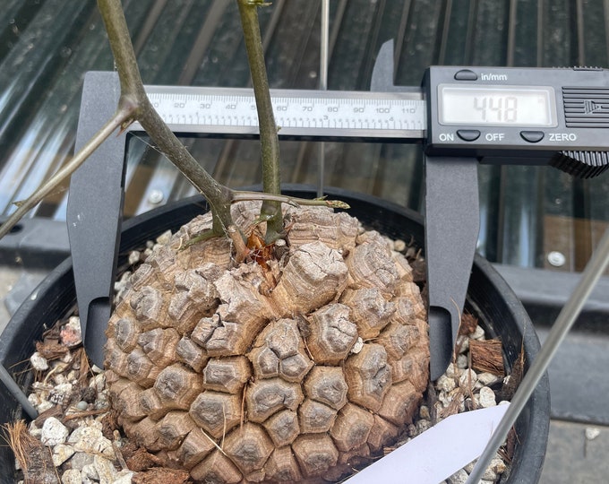 VINING Dioscorea Elephantipes 4.5in Caudex Succulent Cactus Plant ...