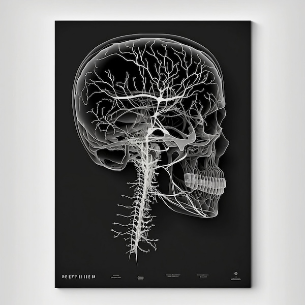 Cranial Nerves Poster - Etsy