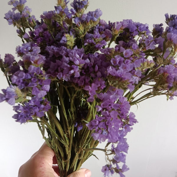 Statice Flowers - Etsy