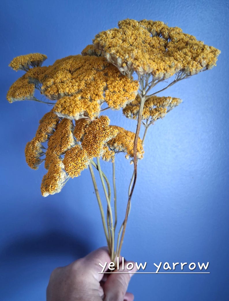 Dried Yarrow Bunch : Pastel Pink, White or Yellow - Etsy