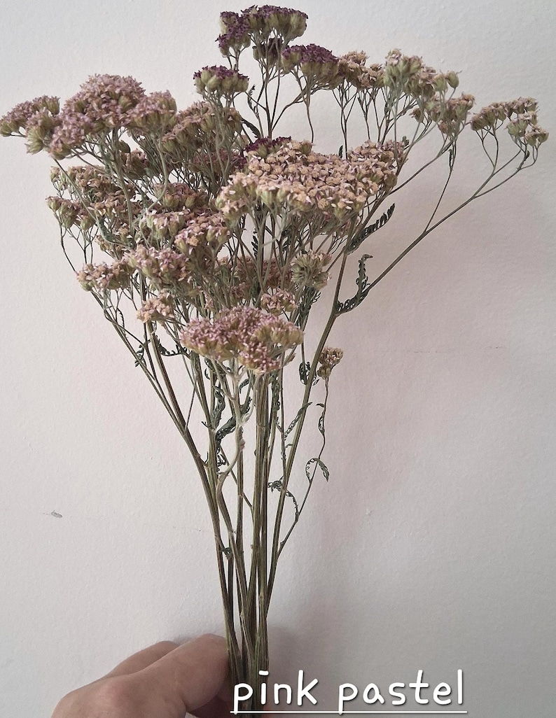 Dried Yarrow Bunch : Pastel Pink, White or Yellow - Etsy
