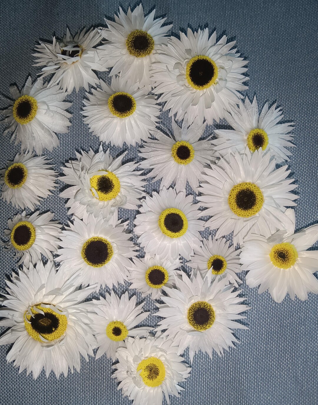 Paper Daisy Heads - White OR Red - Etsy