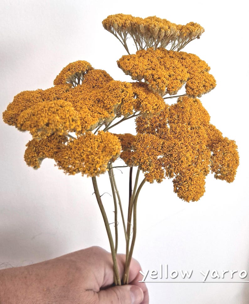 Dried Yarrow Bunch : Pastel Pink, White or Yellow - Etsy