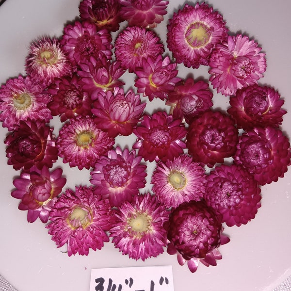 Strawflowers - Etsy
