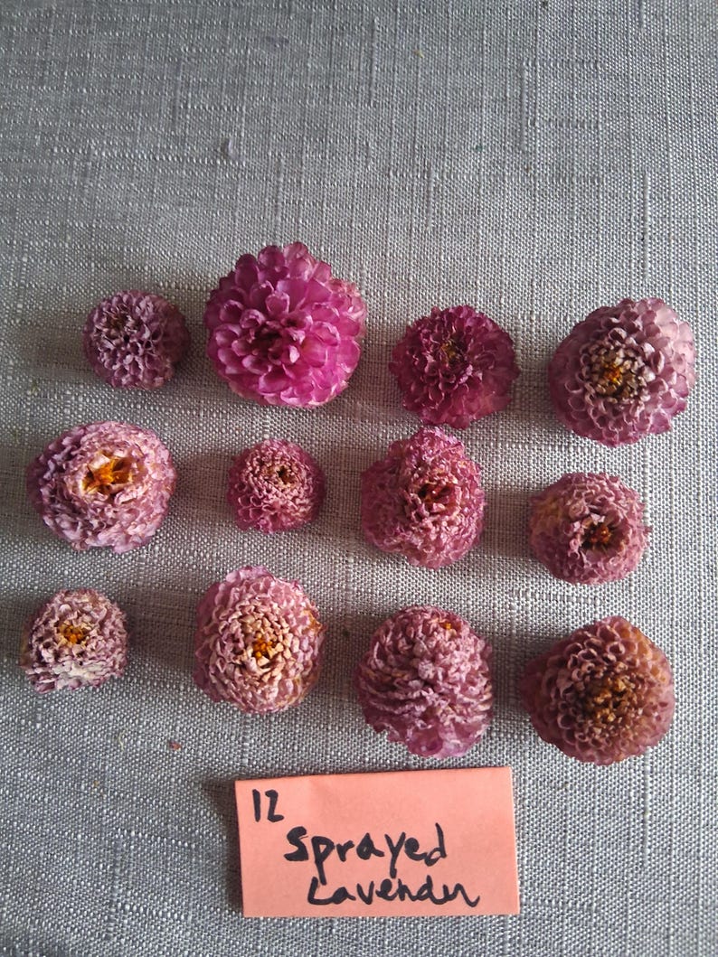 Dahlias - Sprayed Colors - Etsy