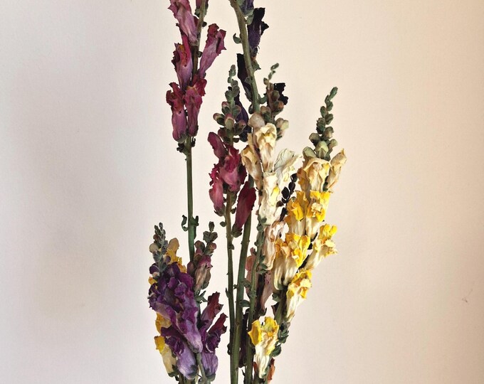 Dried Snapdragon Flower Stems (antirrhinum Majus) - Etsy